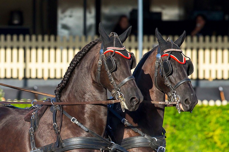 Paard & Koets – Mirella